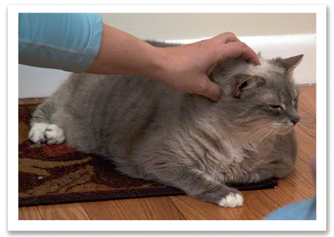 Chloe's Big Adventure | Covered in Cat Hair