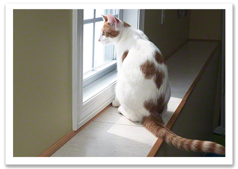 the DOOD | Covered in Cat Hair