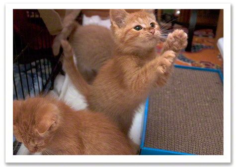 The Clementines Arrive with Unwelcome Guests Part 2 | Covered in Cat Hair